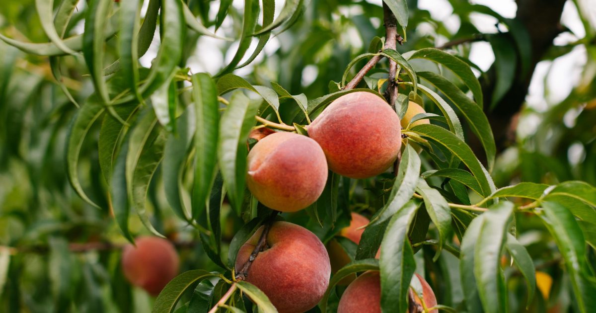 Orchards & Farms of Middle Georgia | Visit Macon, GA | Macon, GA